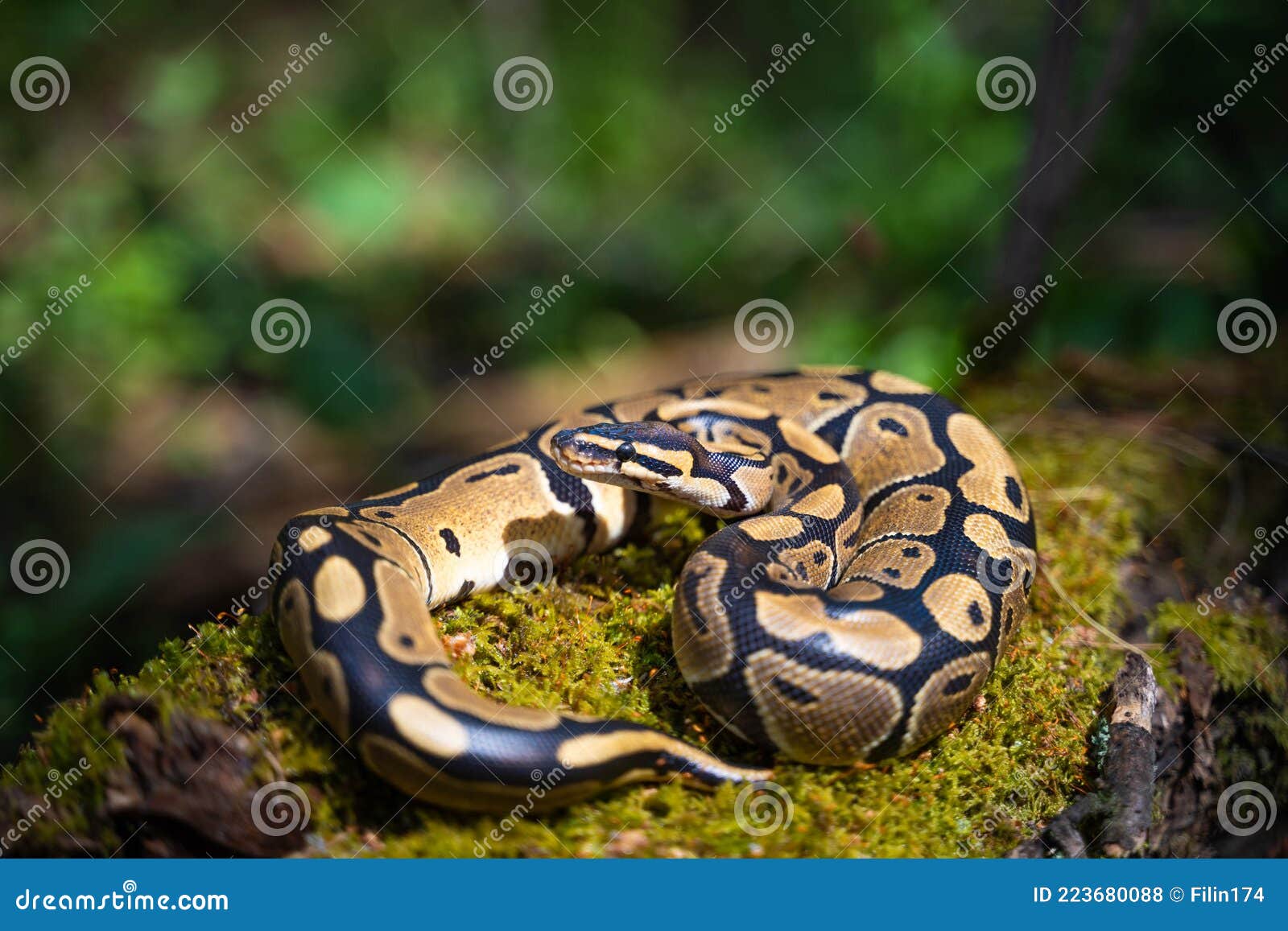 Royal Python in the Terrarium. Artificial Conditions for Keeping the ...