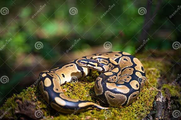 Royal Python in the Terrarium. Artificial Conditions for Keeping the ...