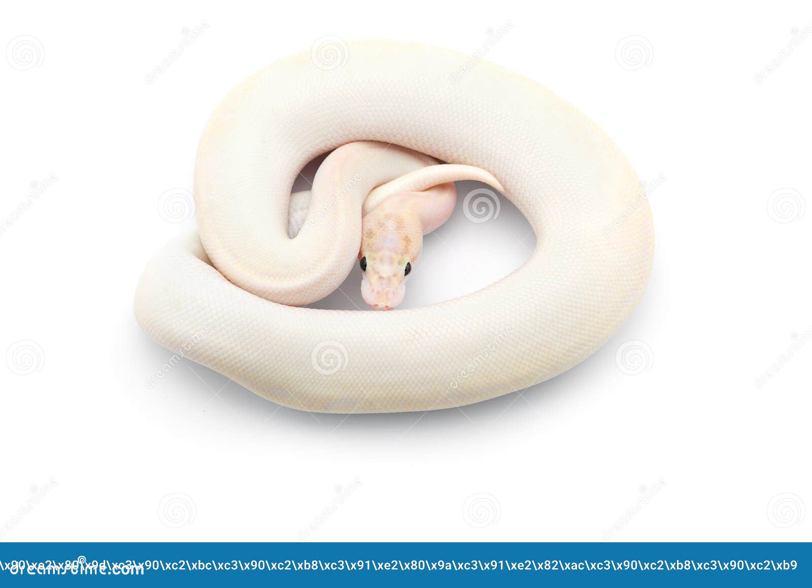 The Royal Python on White Background Stock Image - Image of python ...