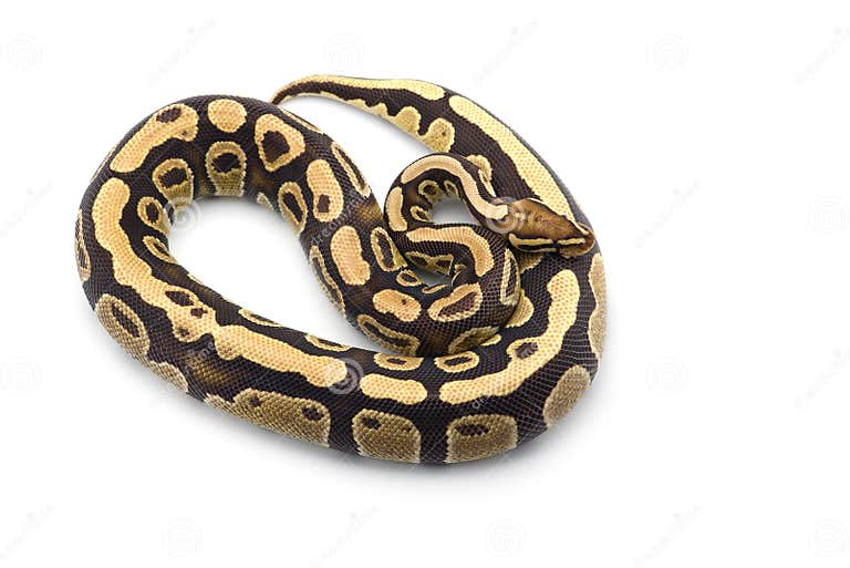 The Royal Python on White Background Stock Photo - Image of exotic ...
