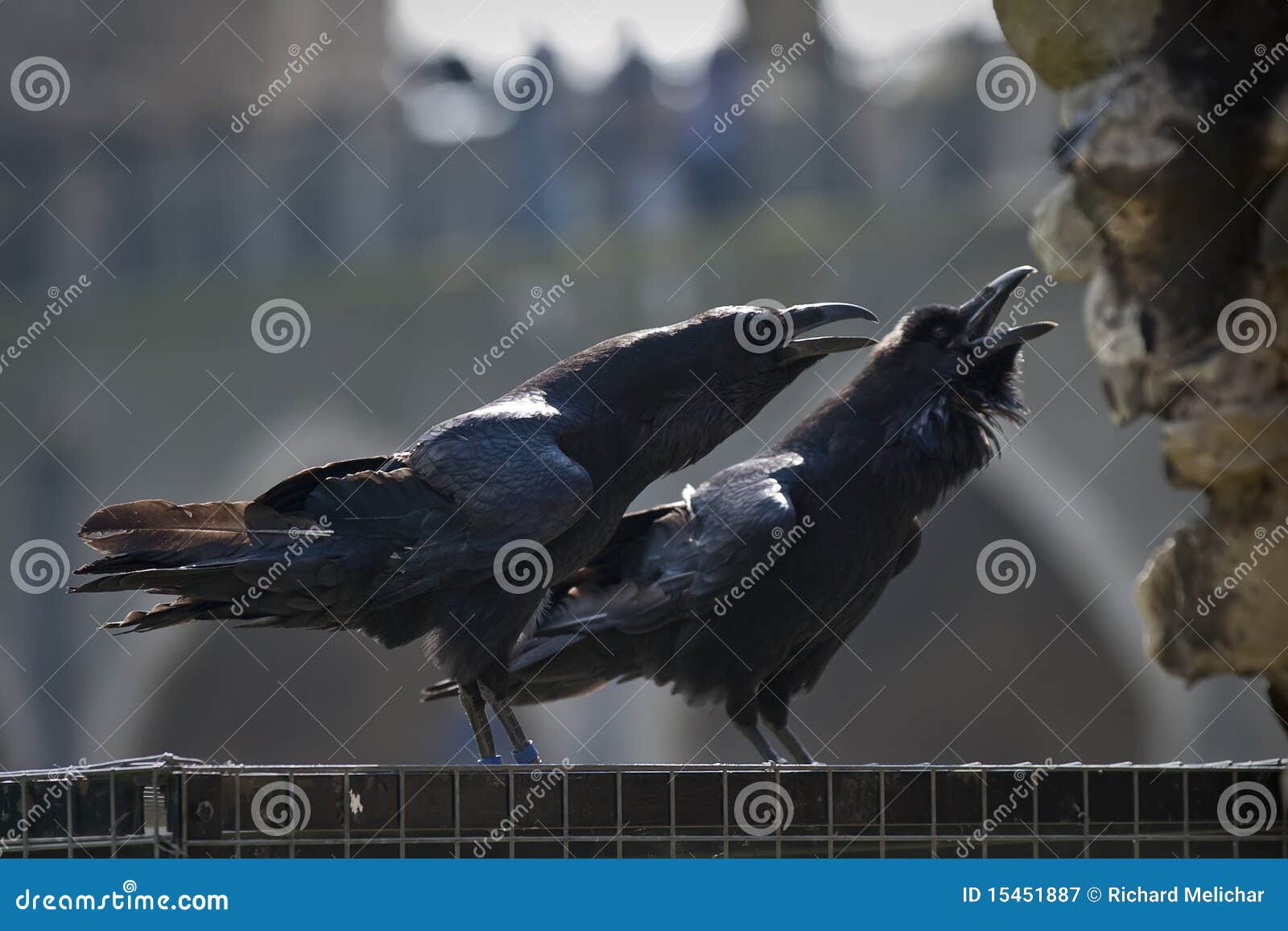 Royal Ravens in the Tower of London Stock Image - Image of tower ...
