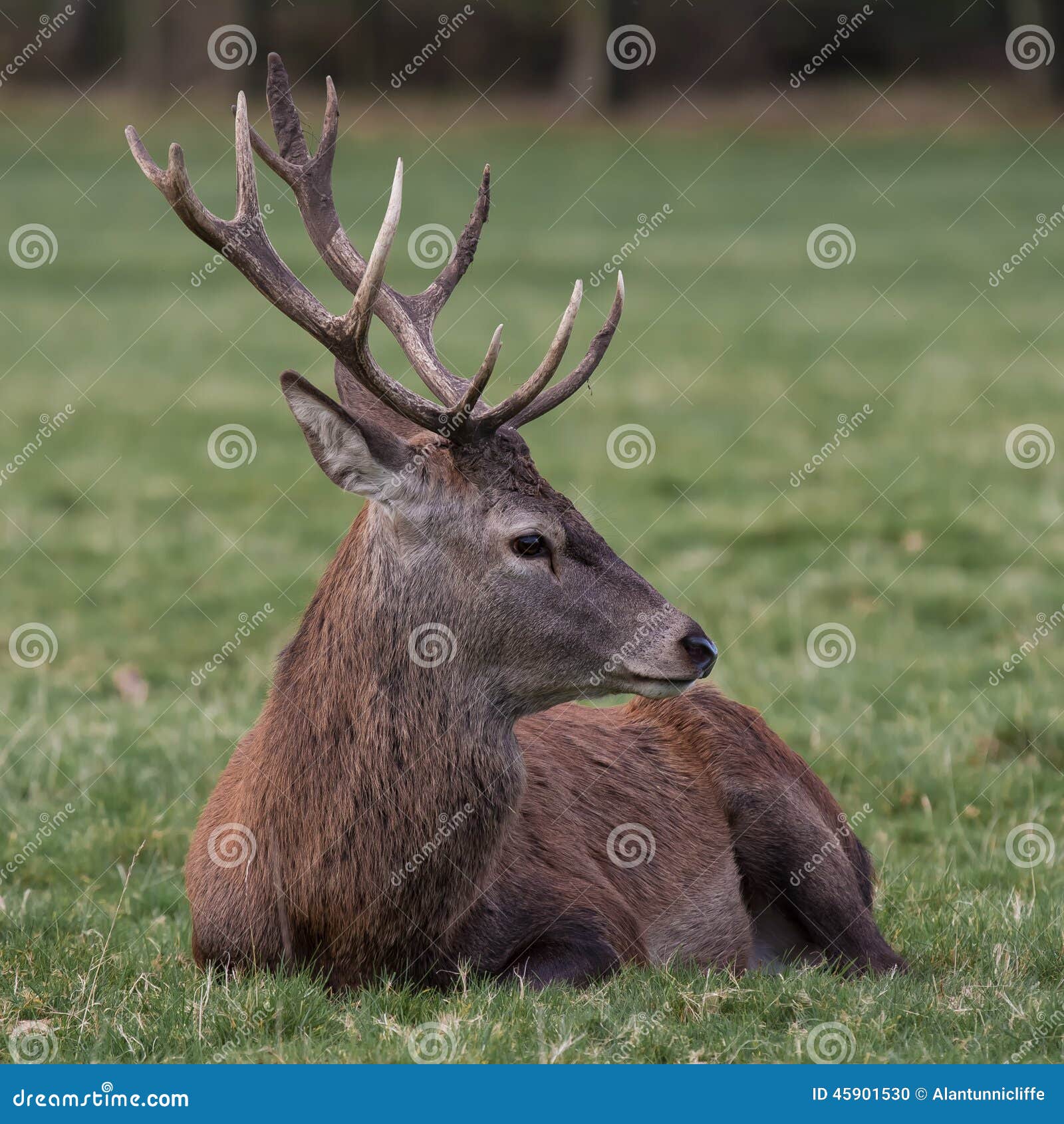 Royal Red Deer Stag stock photo. Image of antlers, head - 45901530