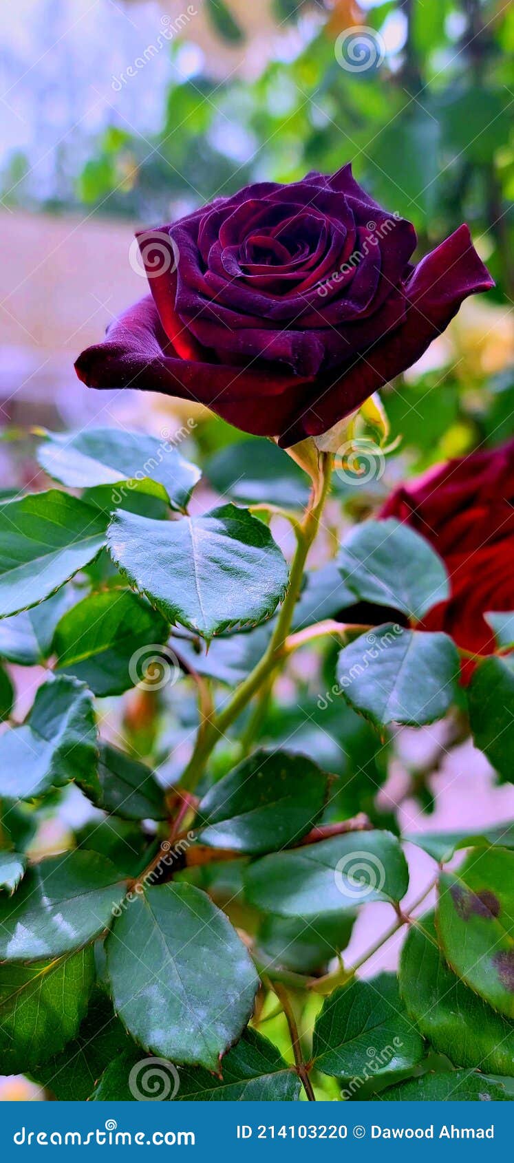 Royal red rose stock photo. Image of royal, petal, pink - 214103220