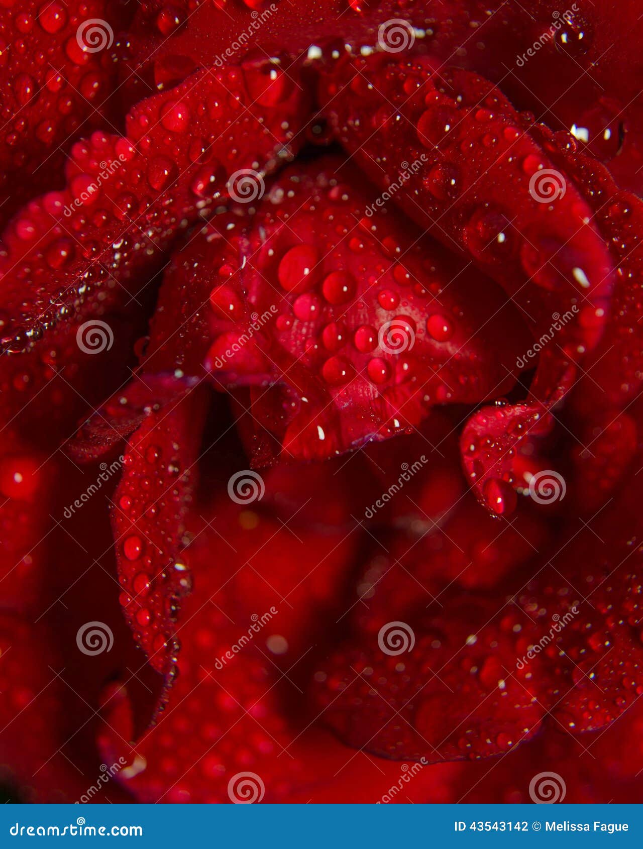 Royal Red Rose stock photo. Image of droplets, flower - 43543142