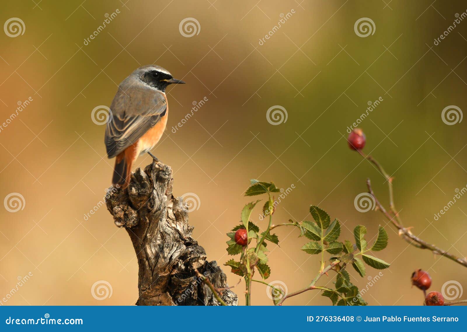 Royal Redstart in the Field in Spring Stock Photo - Image of redstart ...
