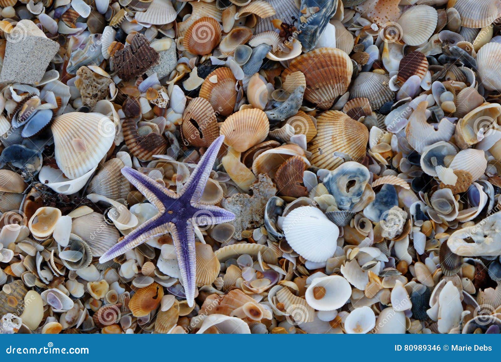 Royal Sea Star or Purple Starfish Stock Photo - Image of star, purple ...