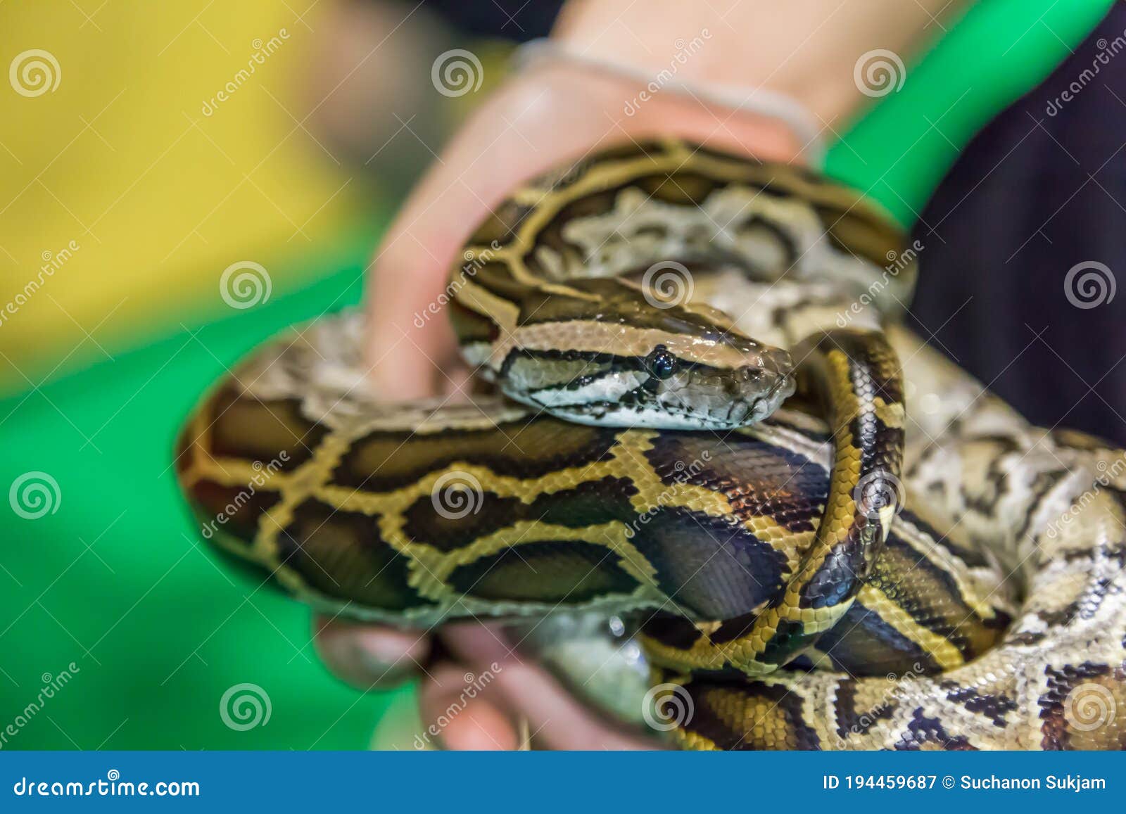 Royal Serpent Rampant Python Image stock - Image du endangered ...
