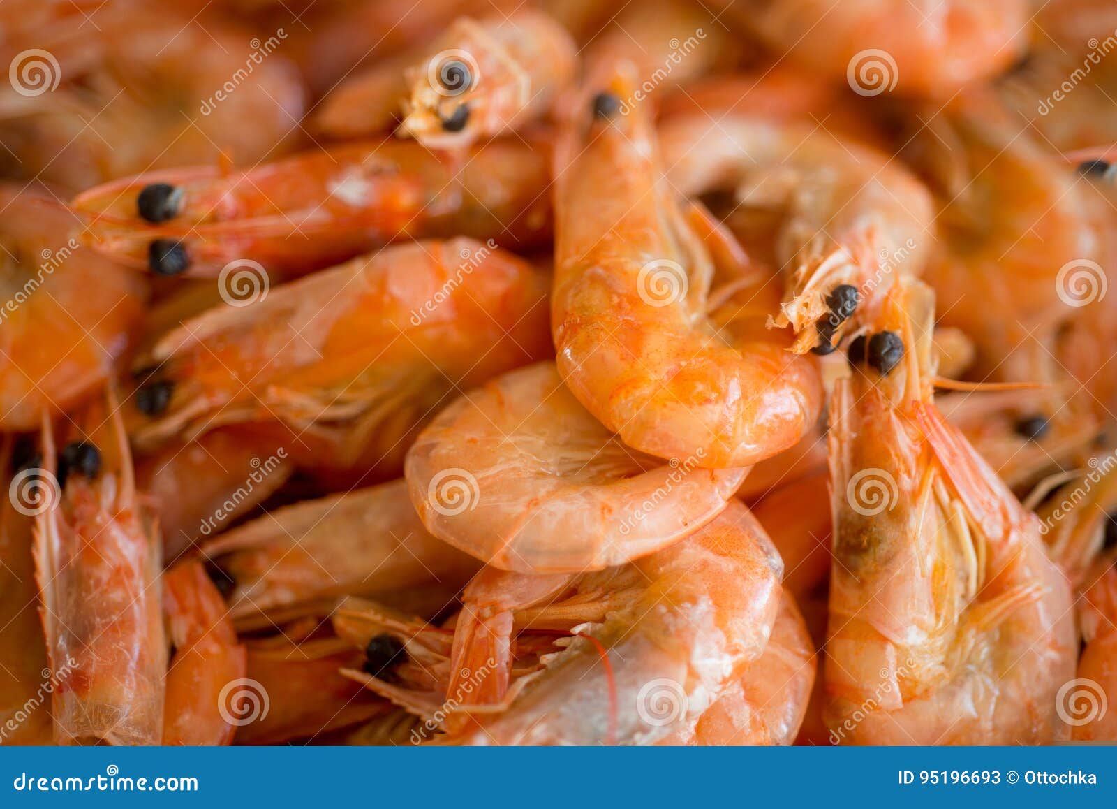 Royal shrimps stock image. Image of cooked, king, snack - 95196693