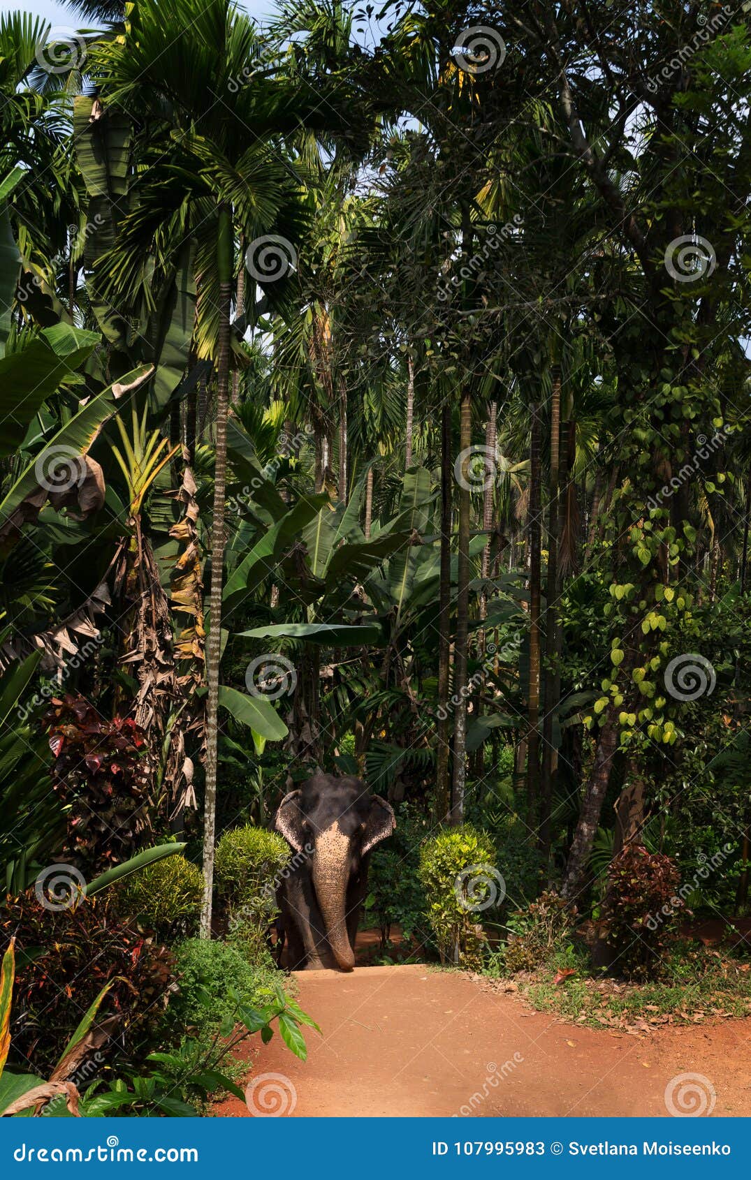 Royal Spotted Elephant Follows the Path in the Jungle Stock Image ...