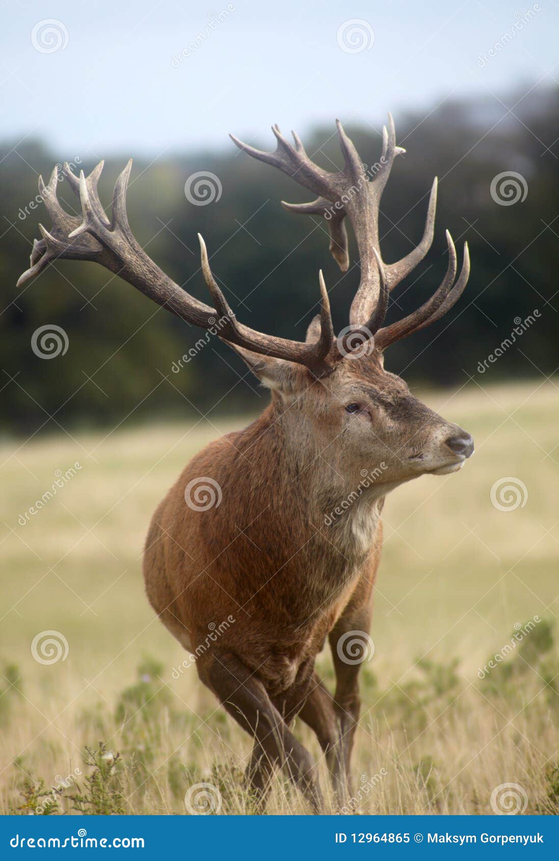 Royal stag stock image. Image of depasture, deer, fall - 12964865