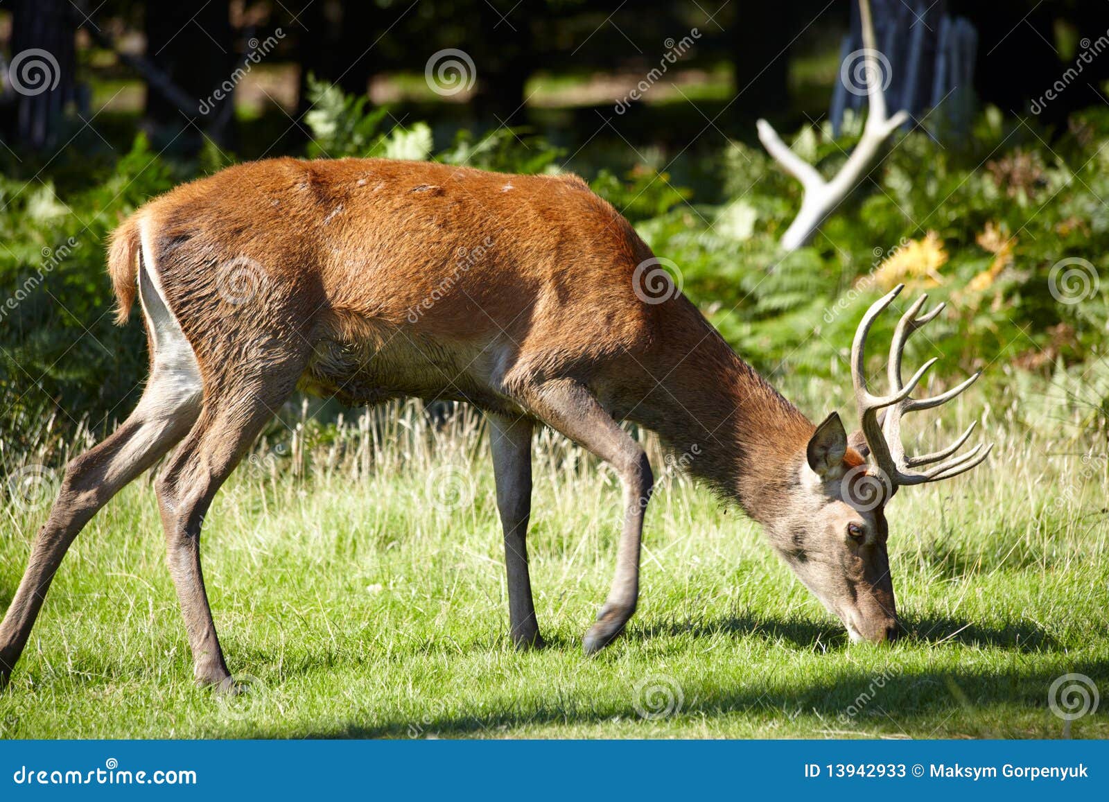 Royal Stag Grazing in Forest Stock Image - Image of nature, animal ...