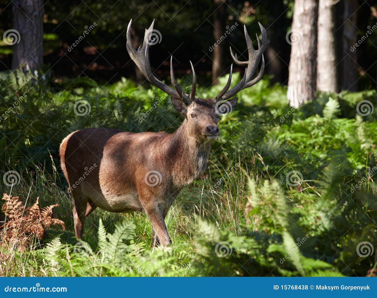 Royal Stag in a Pine Forest Stock Photo - Image of nature, mammal: 15768438