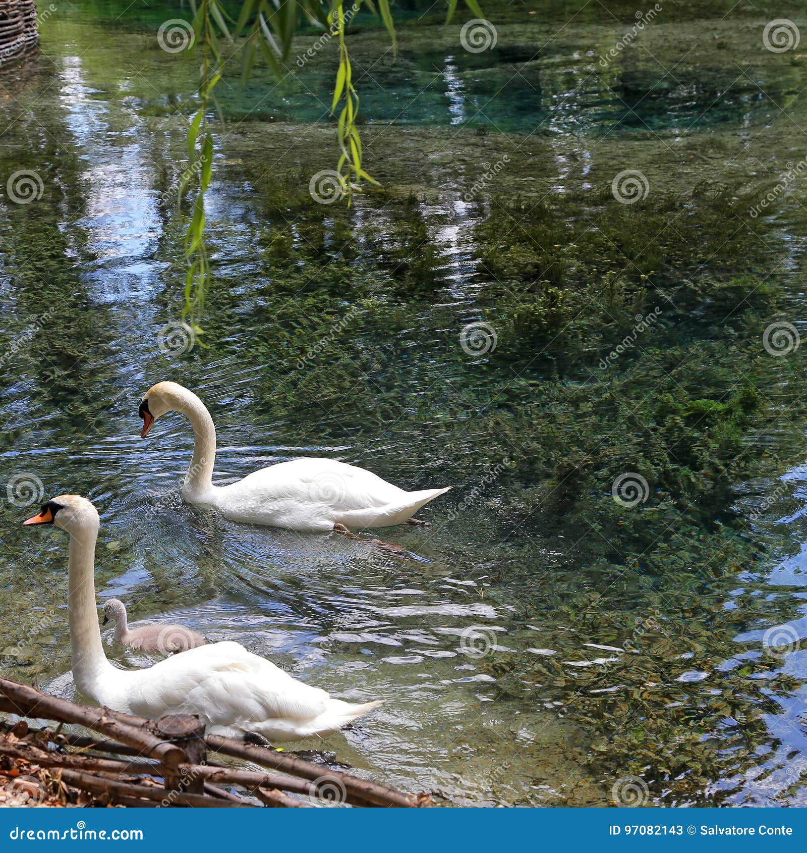 Royal Swan stock image. Image of swan, beautiful, sunny - 97082143