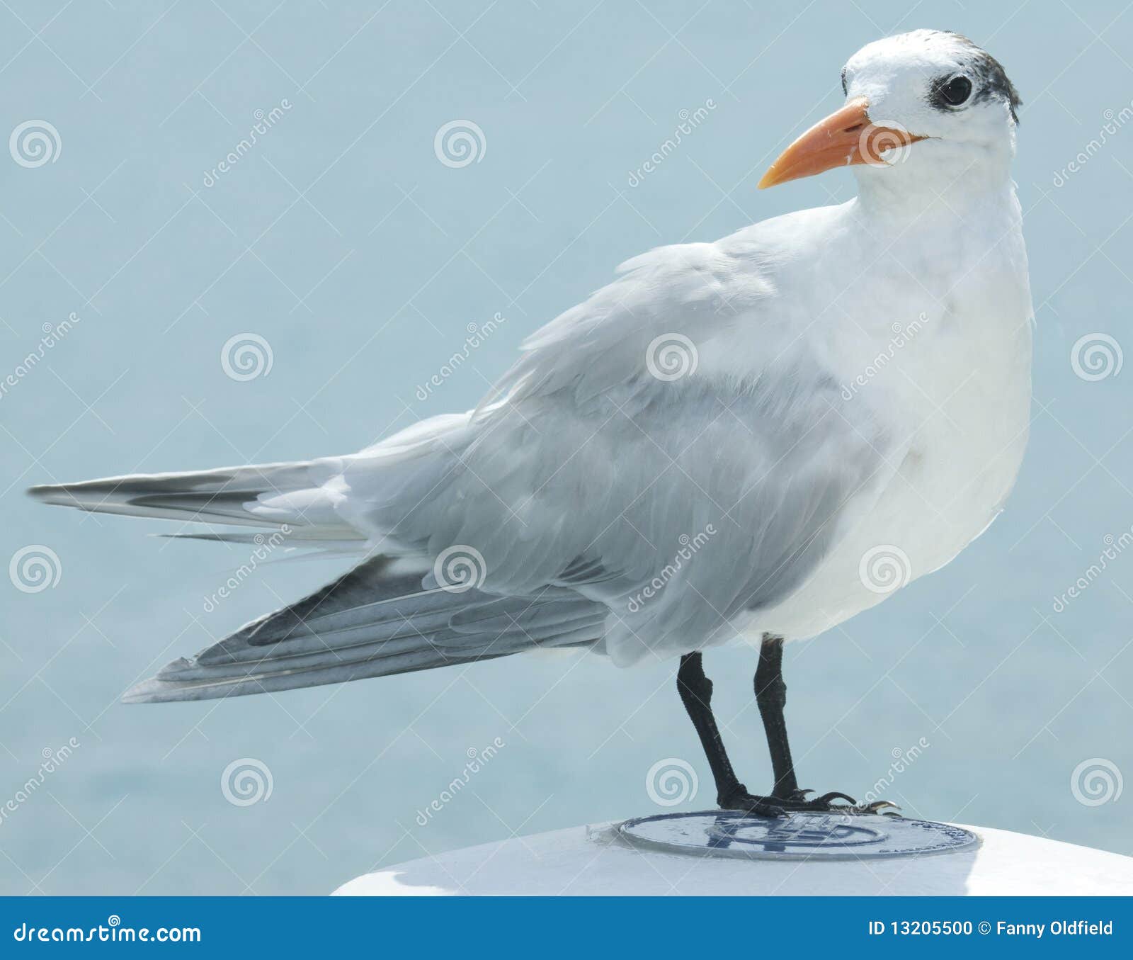 Royal tern stock photo. Image of feather, wildlife, marina - 13205500