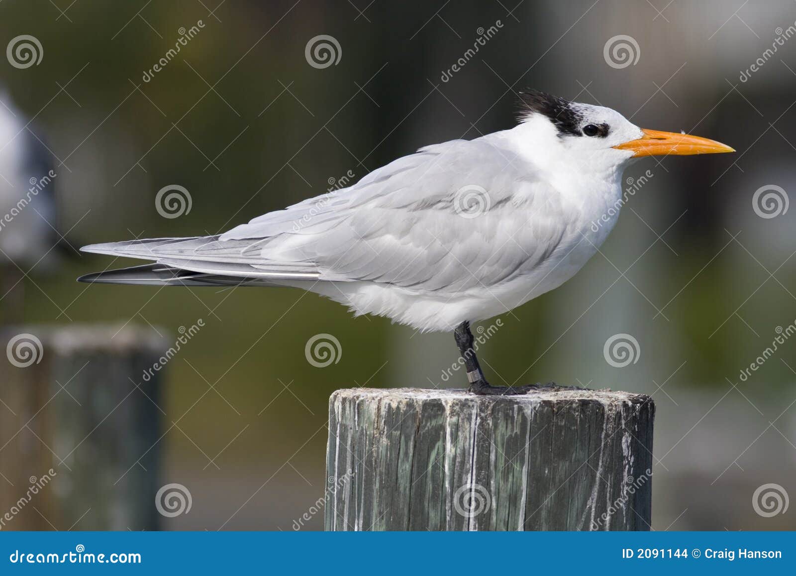 Royal Tern stock photo. Image of water, coast, perch, tern - 2091144
