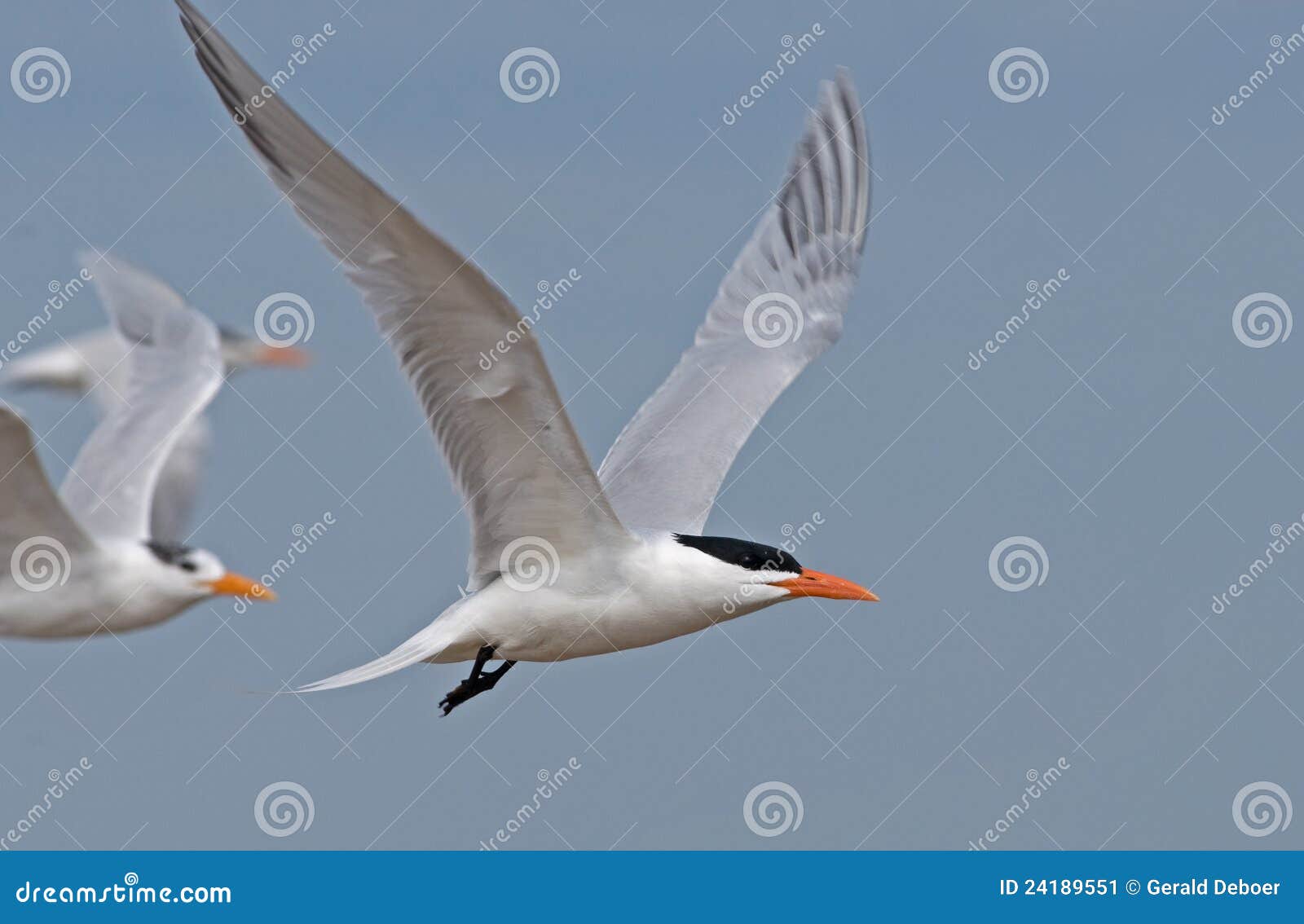 Royal Tern stock image. Image of royal, wild, wildlife - 24189551 Royal Tern stock image. Image of royal, wild, wildlife - 24189551