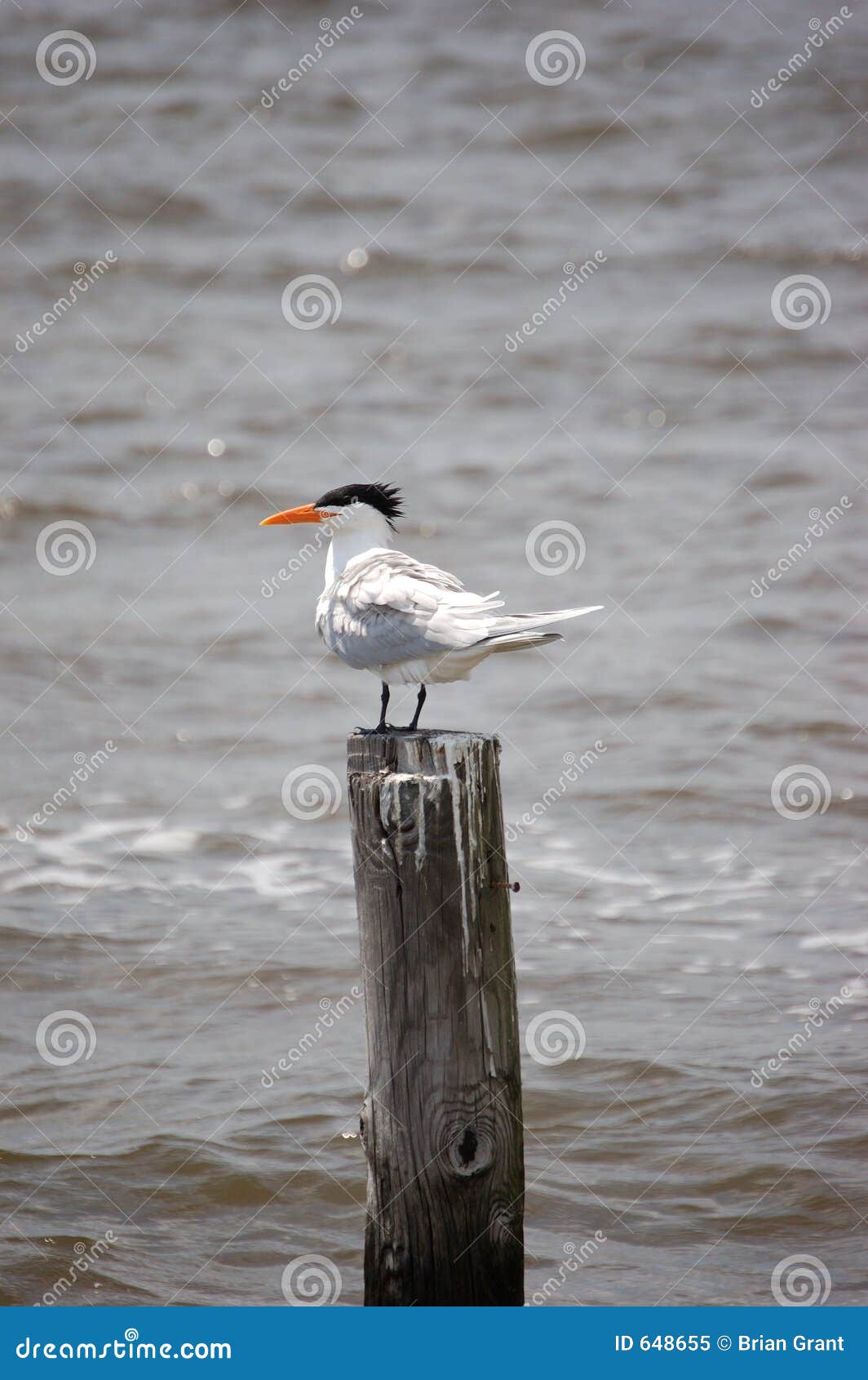 Royal Tern stock image. Image of gull, florida, royal, capped - 648655