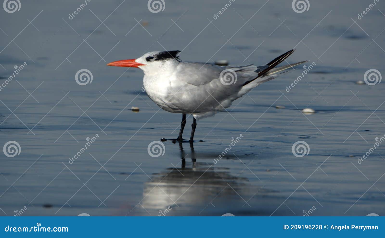 Royal tern on the beach stock photo. Image of tropical - 209196228