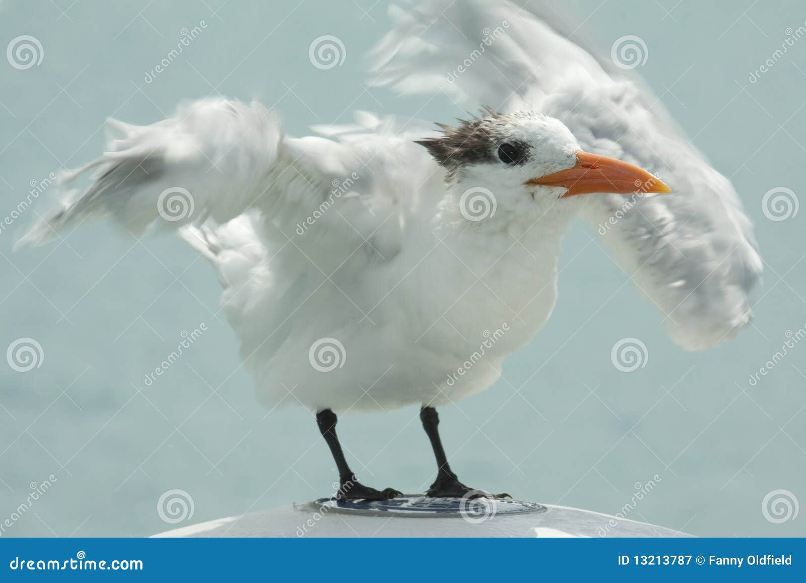 Royal tern flapping stock image. Image of animals, feather - 13213787