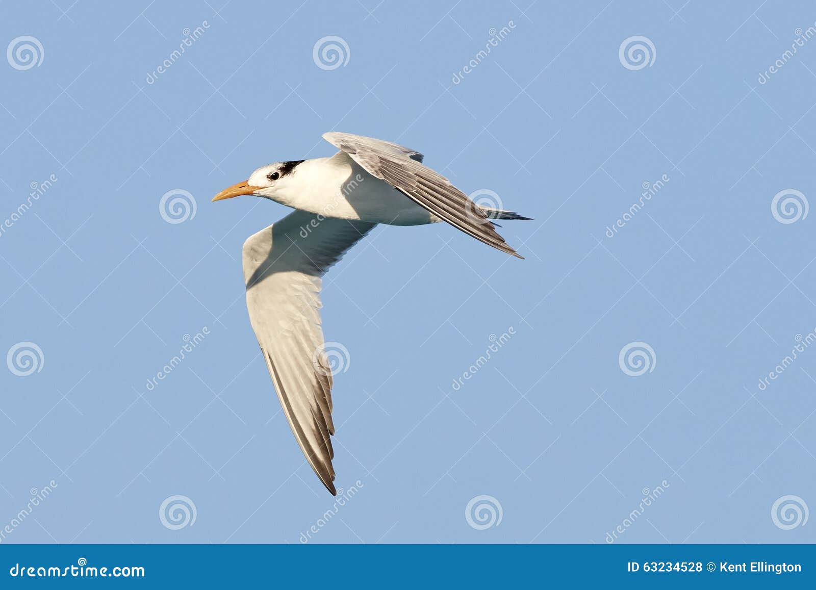 Royal Tern in Flight Against Blue Sky Stock Photo - Image of royal ...