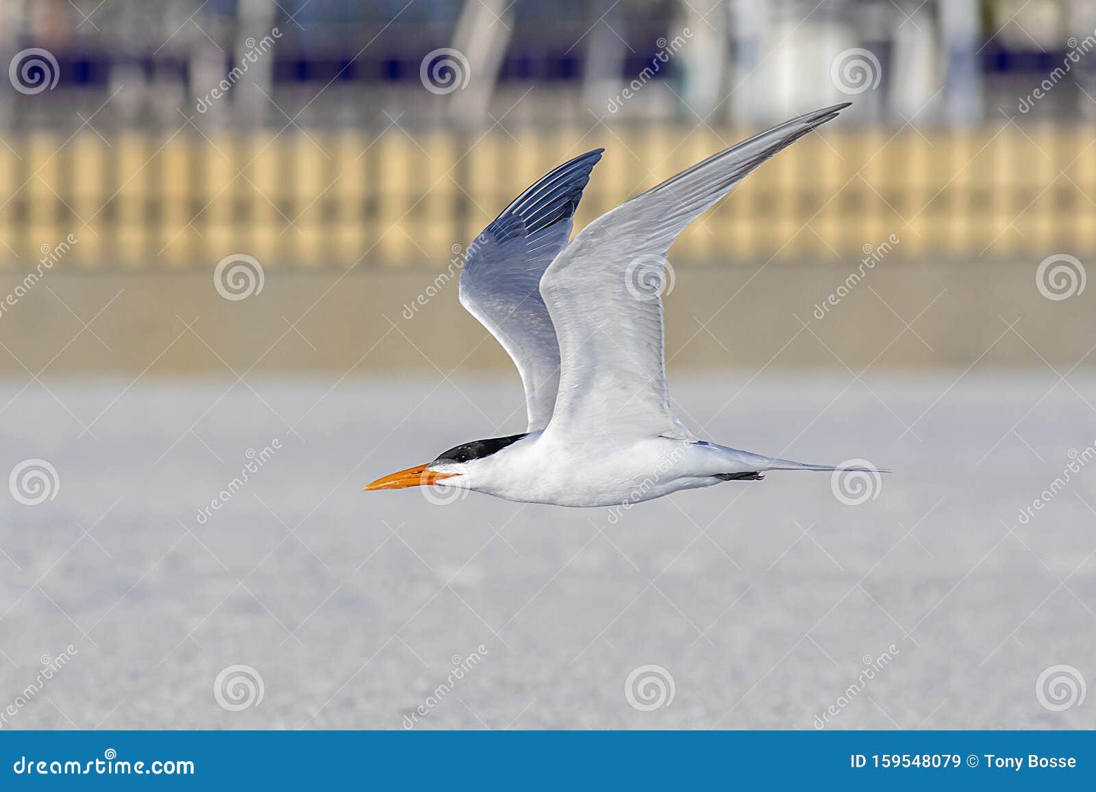 Royal Tern in Flight on the Beach Stock Image - Image of outdoors, wild ...