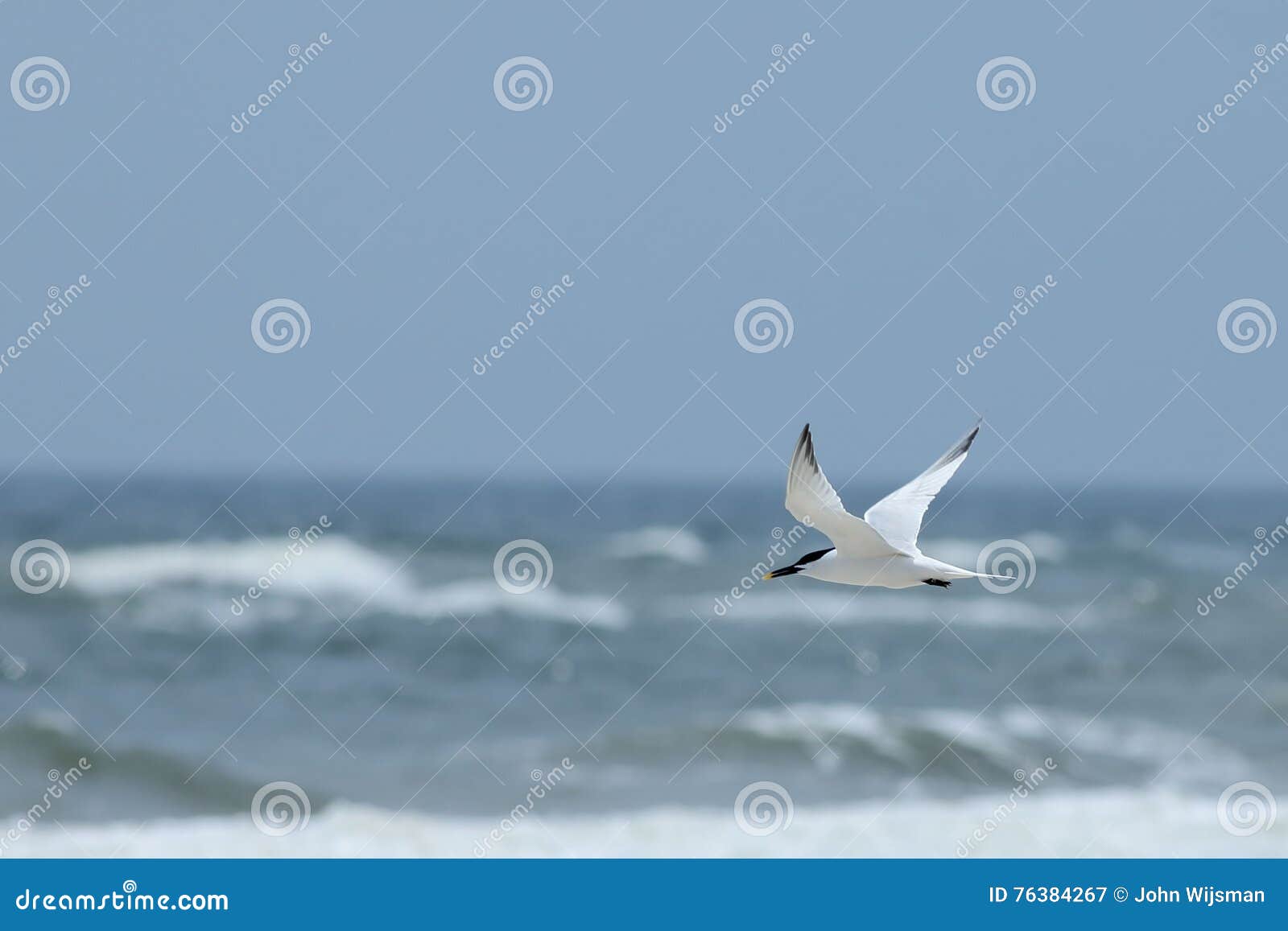 Royal Tern Flying Over the Ocean Stock Image - Image of maximus ...