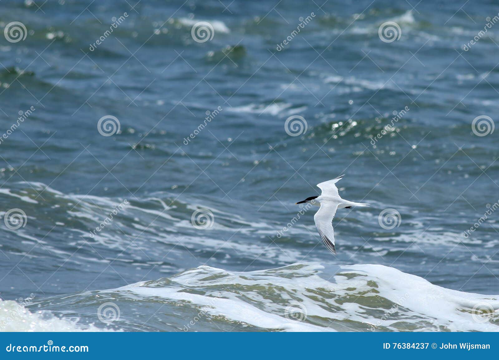 Royal Tern Flying Over Surf Stock Image - Image of bird, flight: 76384237