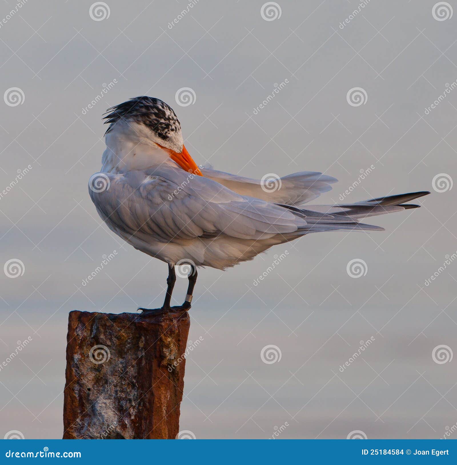 Royal Tern on pole stock photo. Image of plumage, wild - 25184584