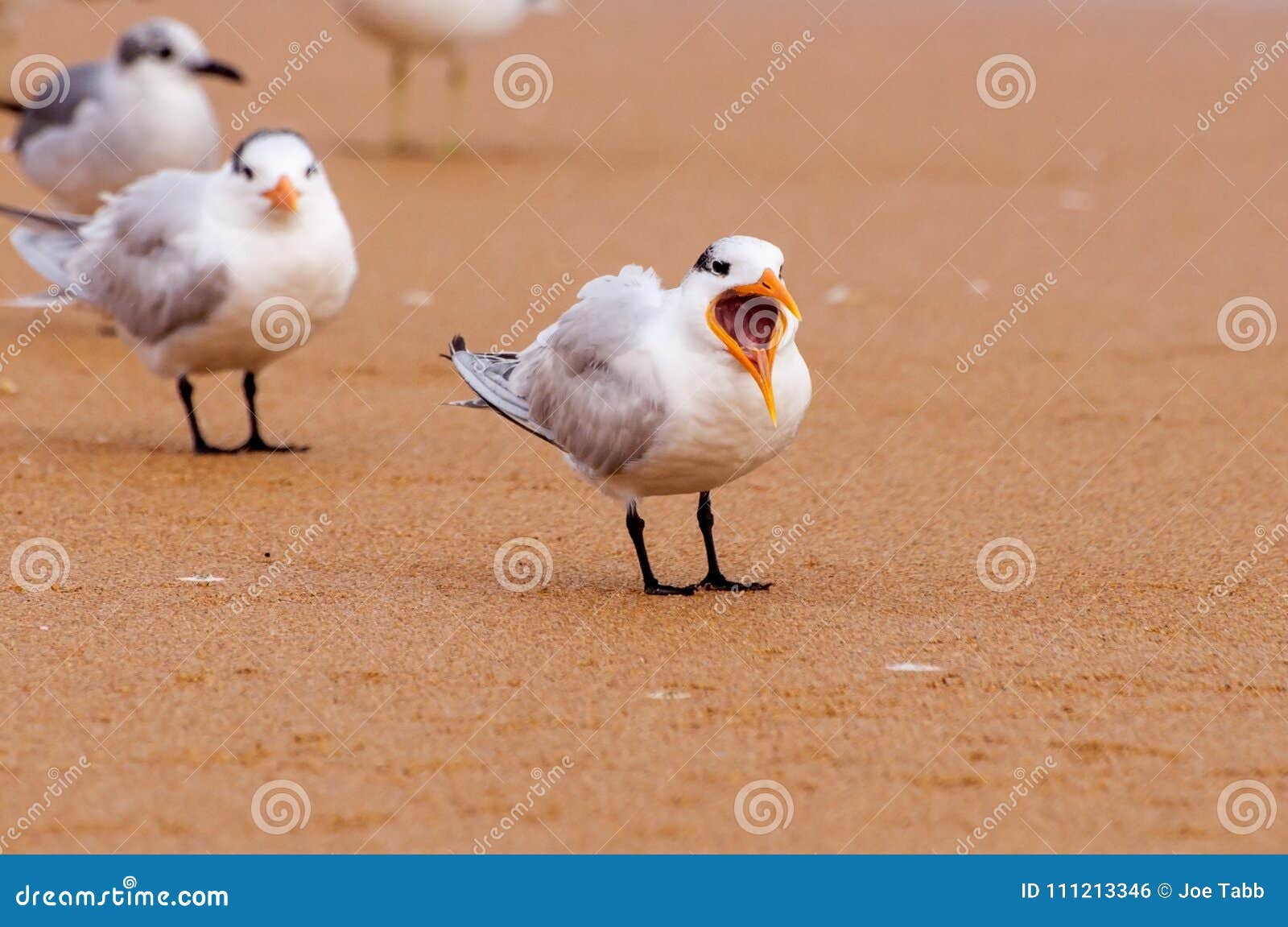 Royal tern yawning stock photo. Image of royal, florida - 111213346