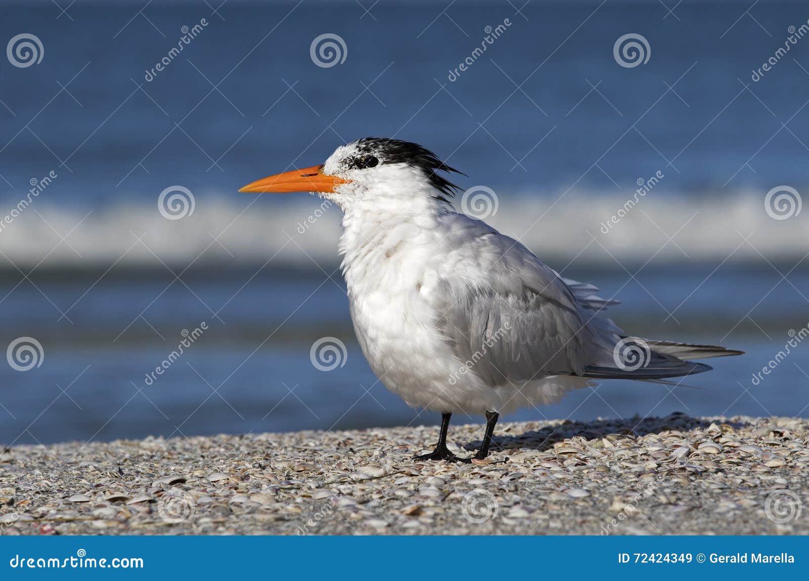 Royal Tern (Sterna Maxima) Standing on a Beach. Stock Image - Image of ...