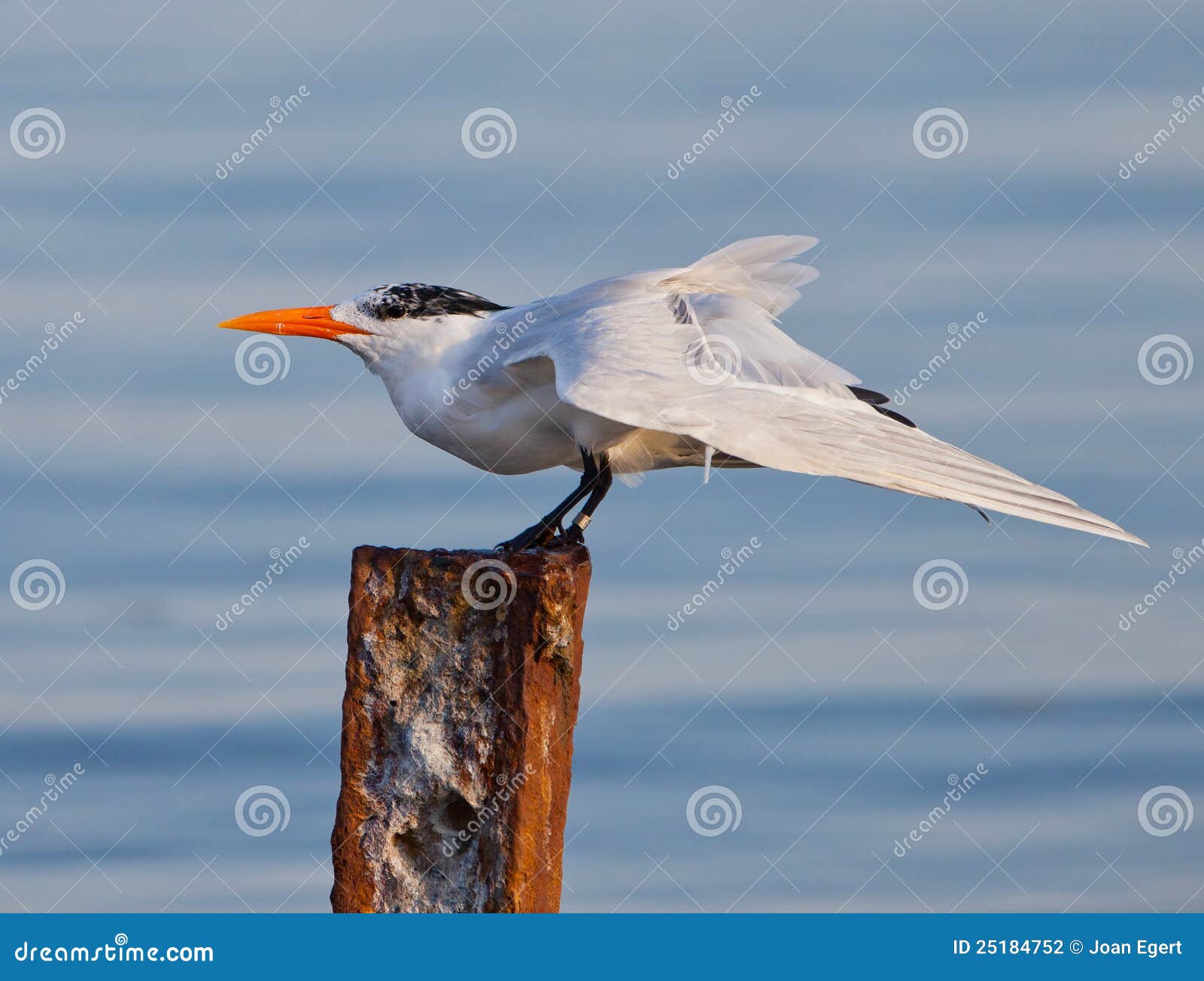 Royal Tern Stretchings it S Wings Stock Photo - Image of fauna ...