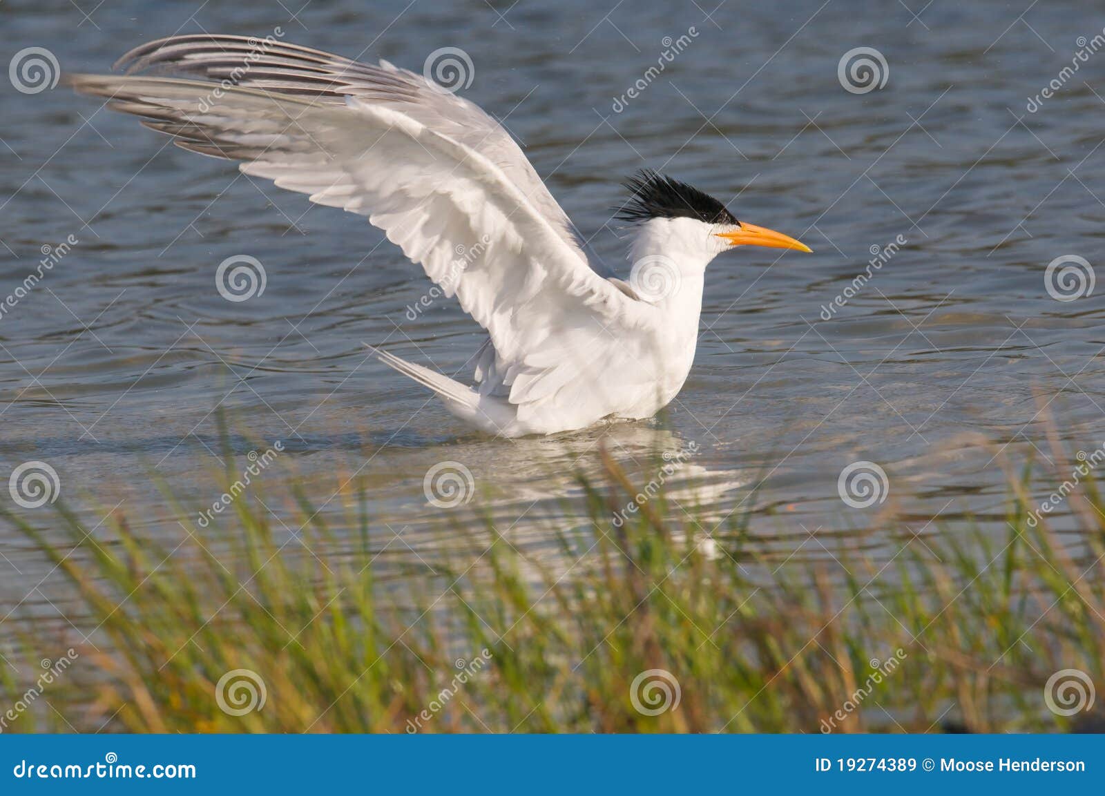 Royal Tern taking a bath stock image. Image of animal - 19274389