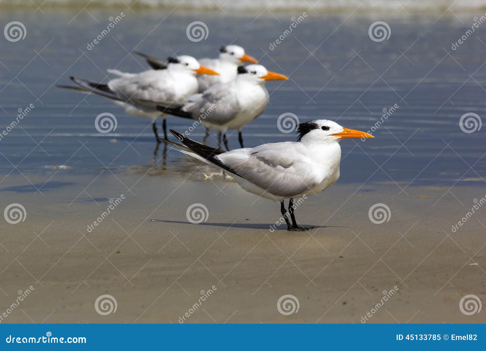 Royal tern stock image. Image of shore, florida, terns - 45133785