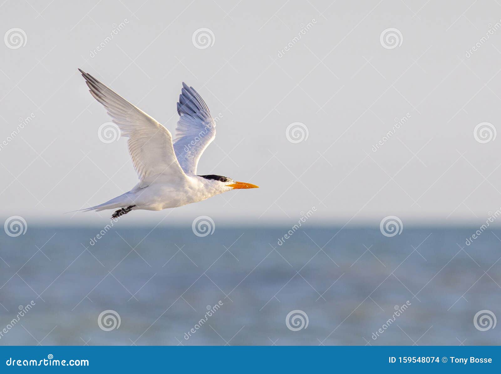 Royal Tern Wingspan, in Flight Stock Photo - Image of animals, flight ... Royal Tern Wingspan, in Flight Stock Photo - Image of animals, flight ...