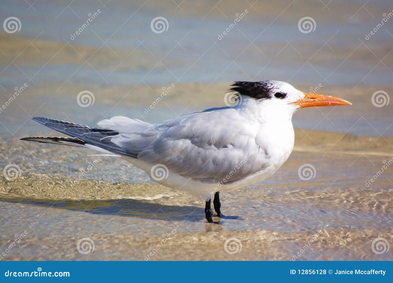Royal Tern on a Winter Beach Stock Photo - Image of white, tropical ...