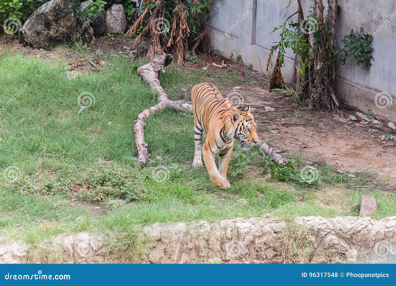 ROYAL TIGER SIDE FACE WITH OPEN MOUTH Stock Photography | CartoonDealer ...