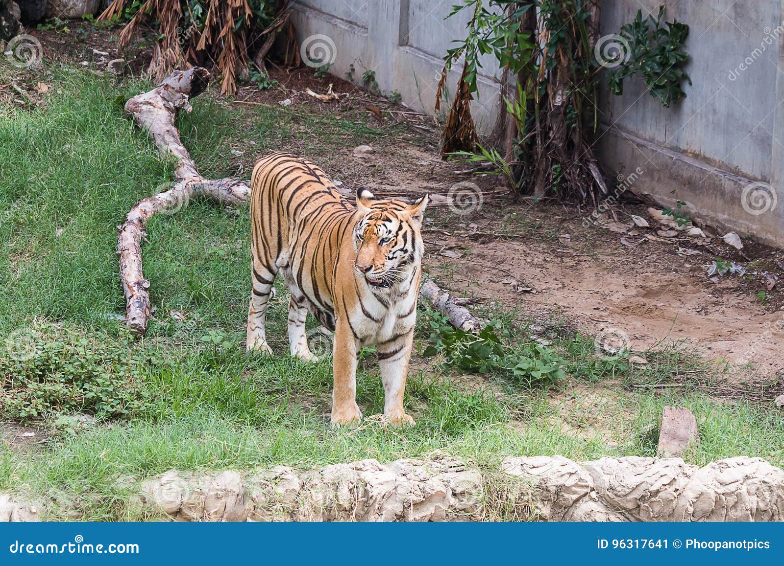 Royal tiger stock image. Image of royal, look, direful - 96317641