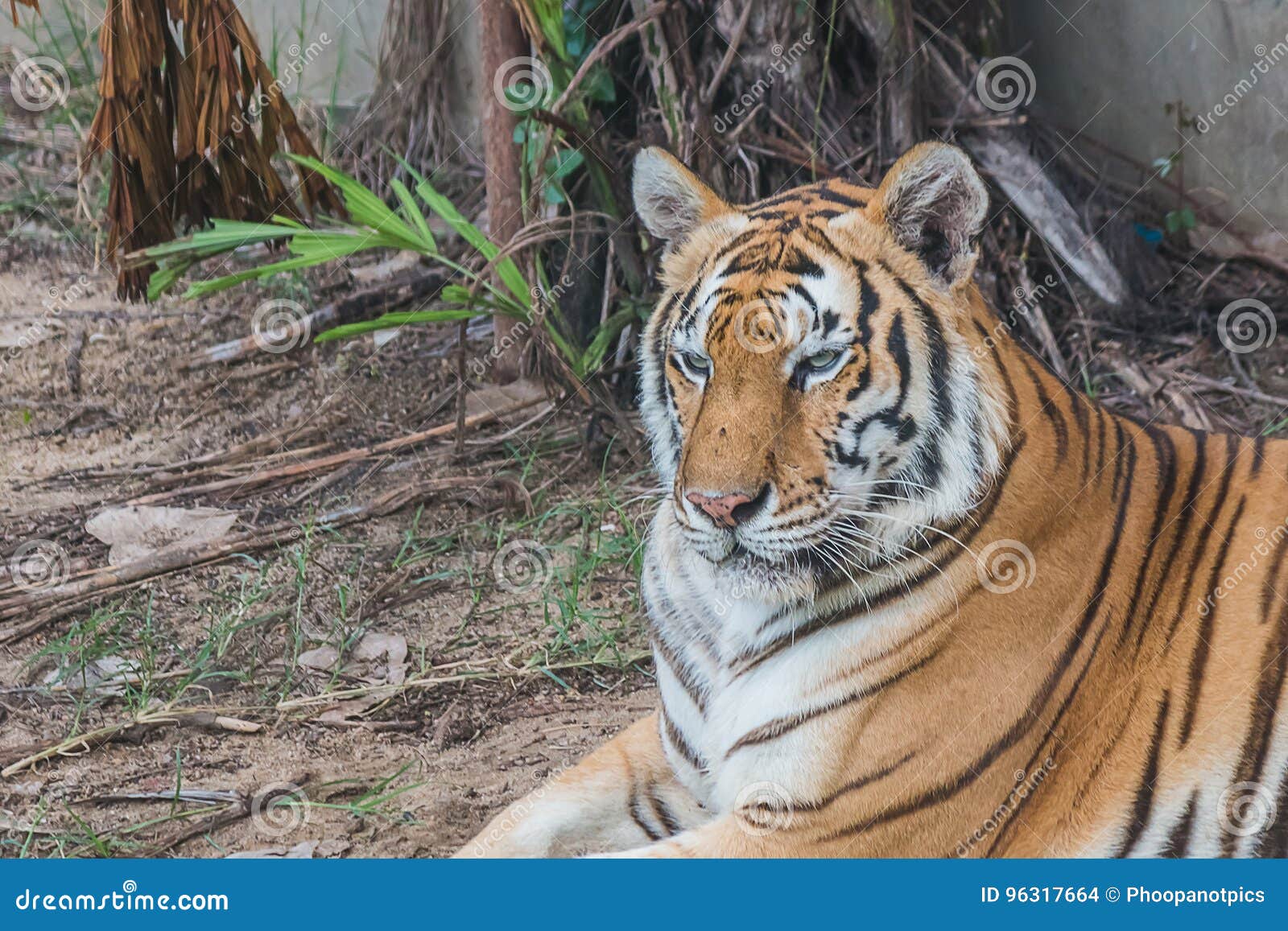 Royal tiger stock photo. Image of forest, animal, leopard - 96317664