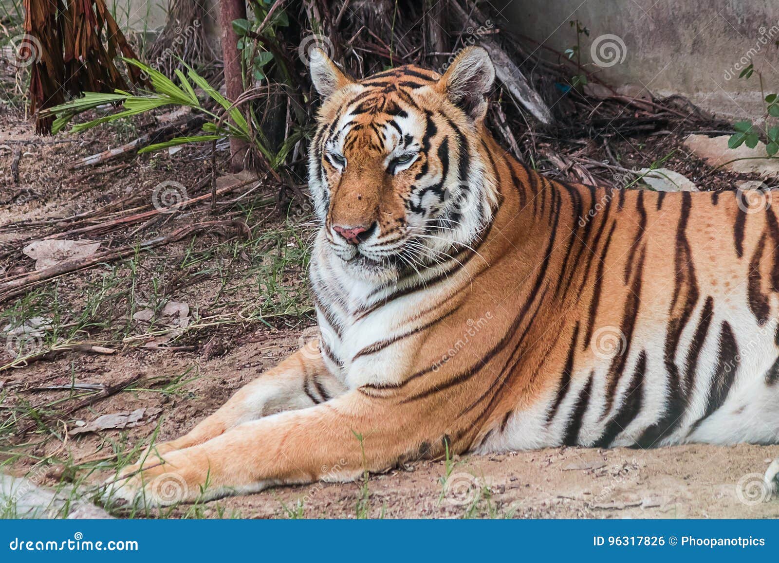 Royal tiger stock photo. Image of bengal, danger, leopard - 96317826