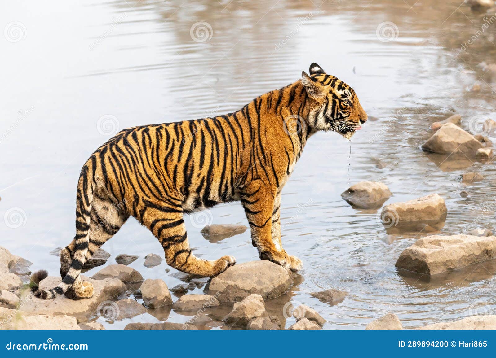 .Royal Tiger Laying Chained On Stage For The Safety Of Tourists In The ...