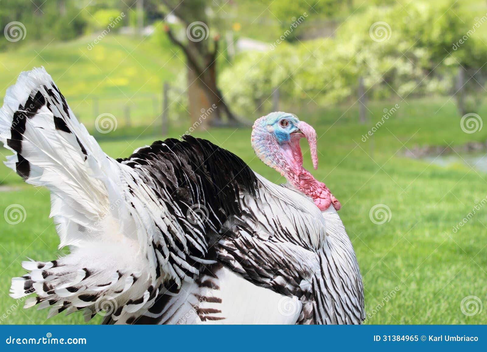 Royal turkey stock image. Image of turkey, royal, domestic - 31384965