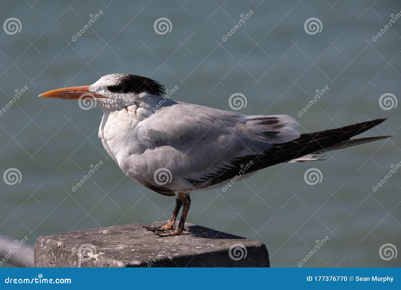 Royal Turn on Gulf Coast of Florida Stock Photo - Image of desoto, gulf ...