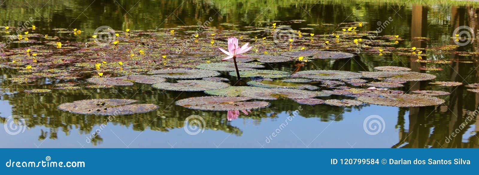 Royal Victory stock photo. Image of blossom, typical - 120799584
