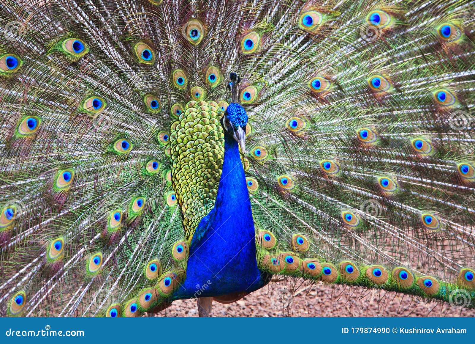 The royal violet peacock stock photo. Image of green - 179874990