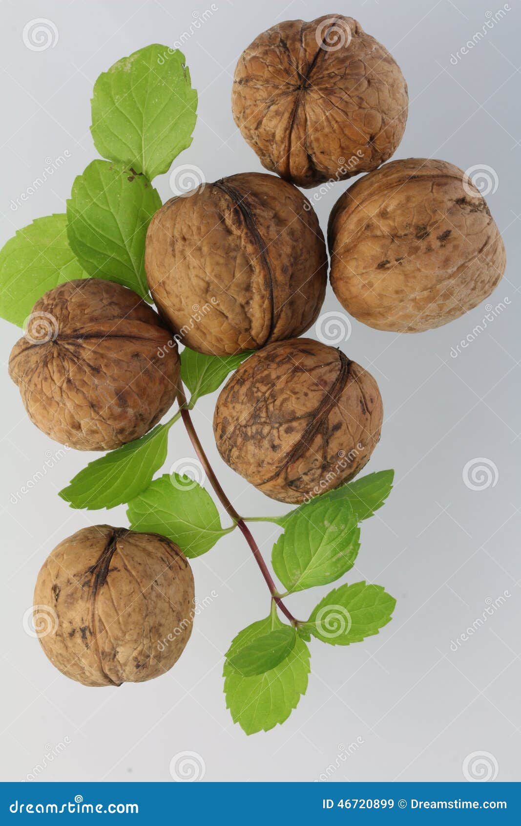 Royal walnut stock image. Image of nature, green, walnut - 46720899