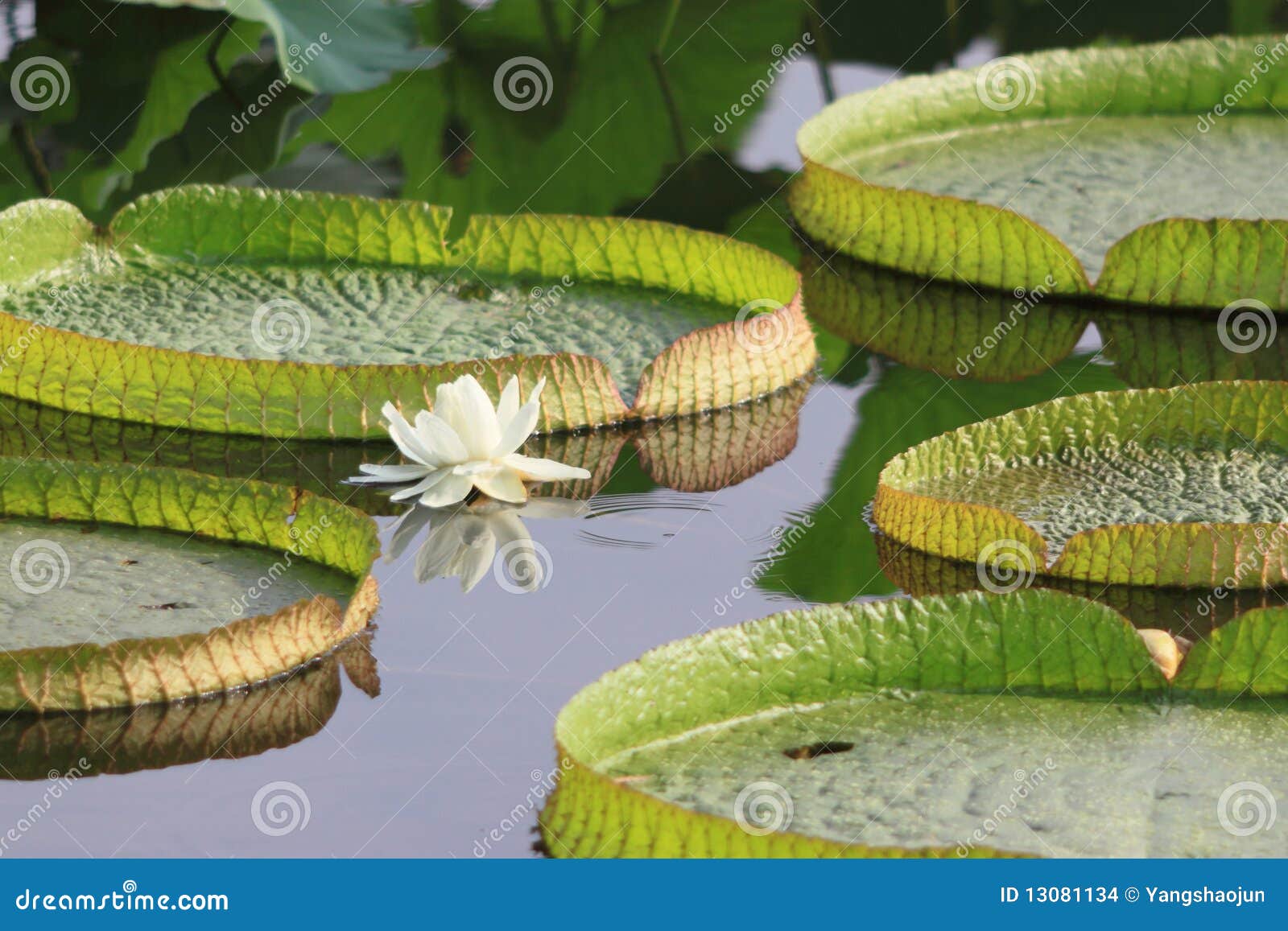 Royal water lily stock photo. Image of summer, water - 13081134