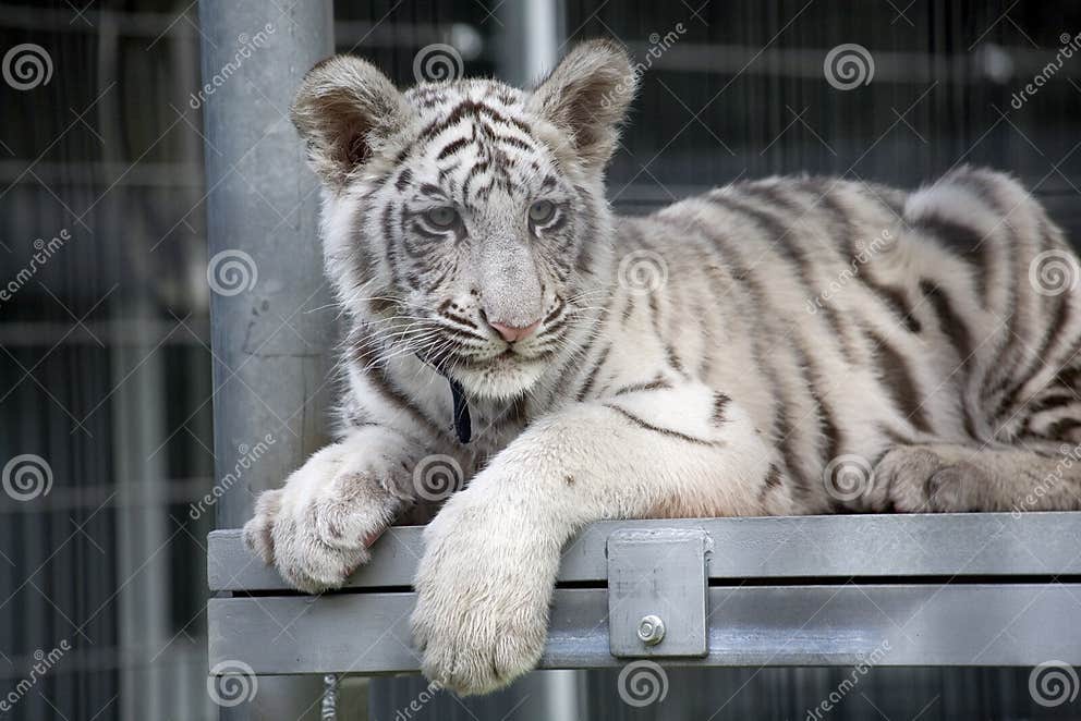 Royal White Bengal Tiger Cub Stock Image - Image of hunter, stripe: 3296719
