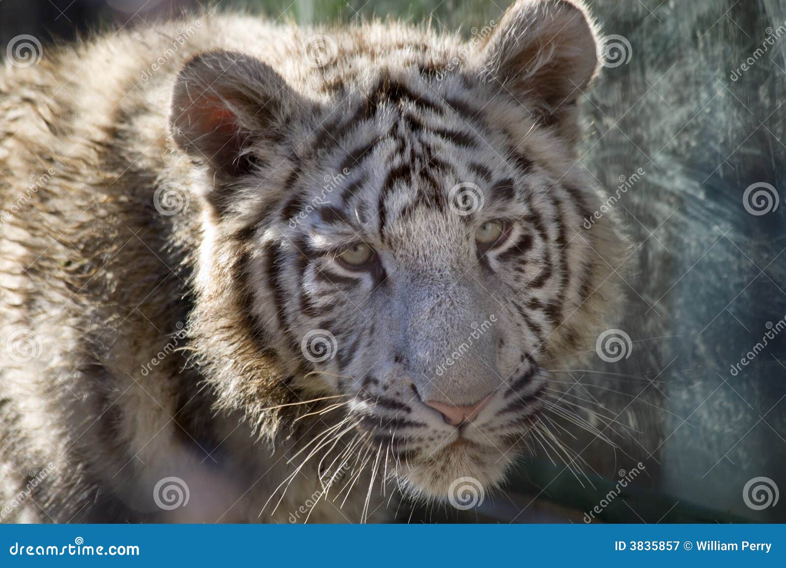 Royal White Bengal Tiger Cub Face Shot Stock Image - Image of look ...