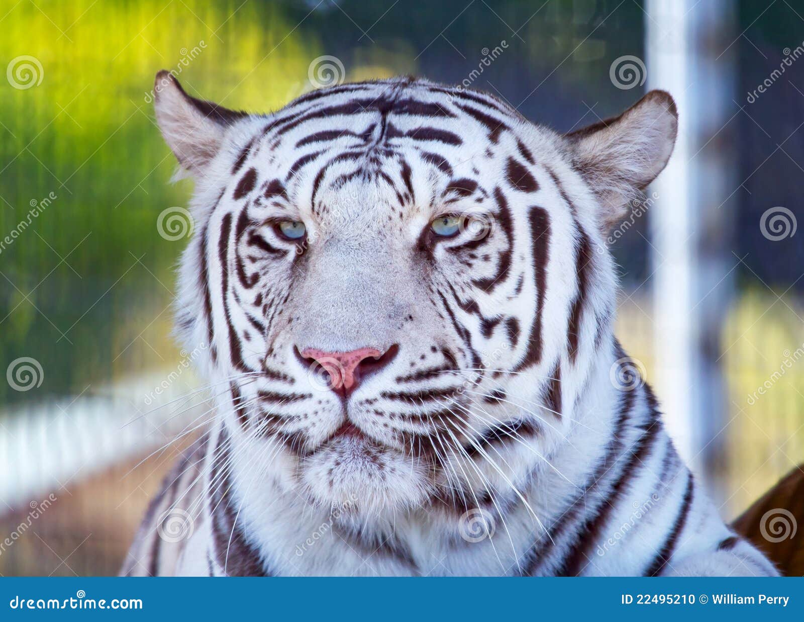 Royal White Bengal Tiger Looking Stock Photo - Image of predator ...