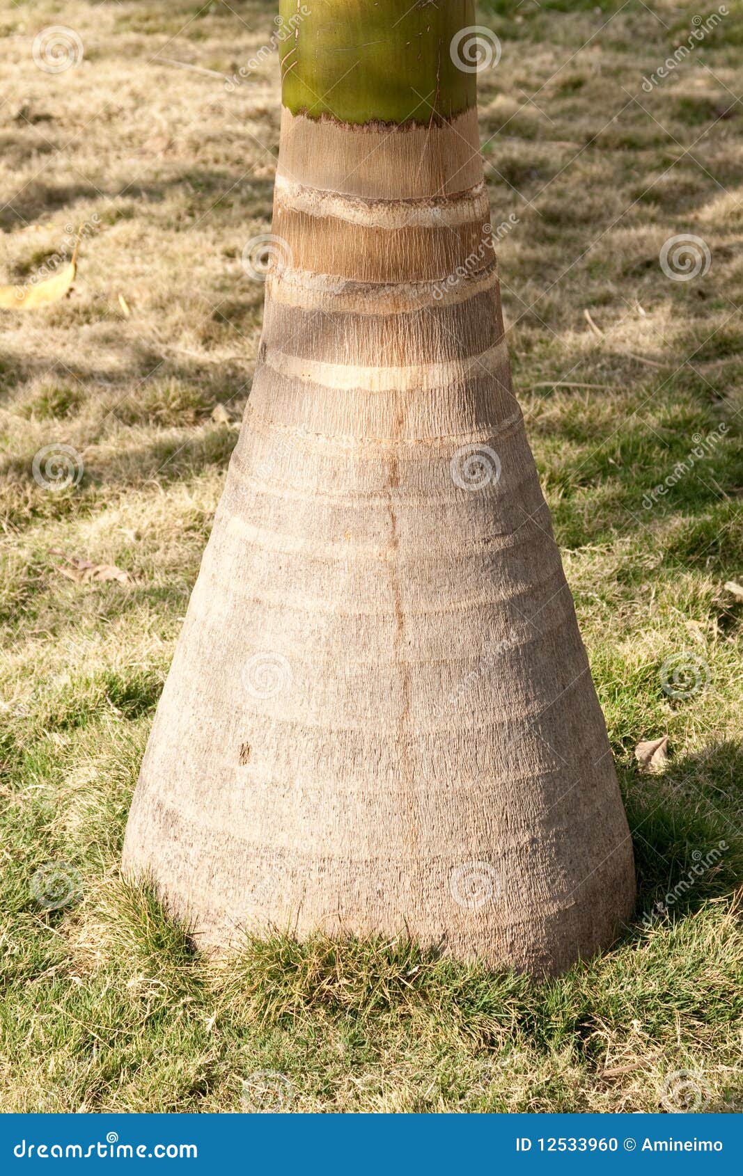 Roystonea regia stock photo. Image of ornate, lush, decor - 12533960